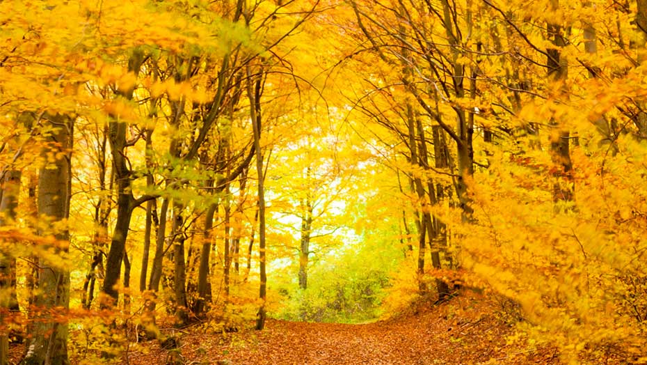 Fall Foliage Hikes | Patient First